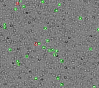 Fluorescence Assay vs. Trypan Blue | Technical Note 197
