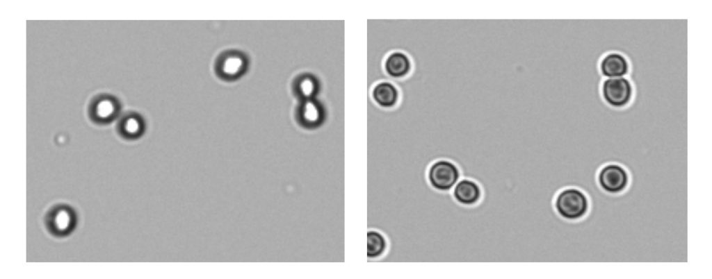 CellDrop Best Practices | Technical Note 186