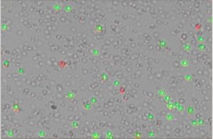 Counting PBMCs | Technical Note 187