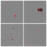 Counting Algae Cells | Technical Note 222